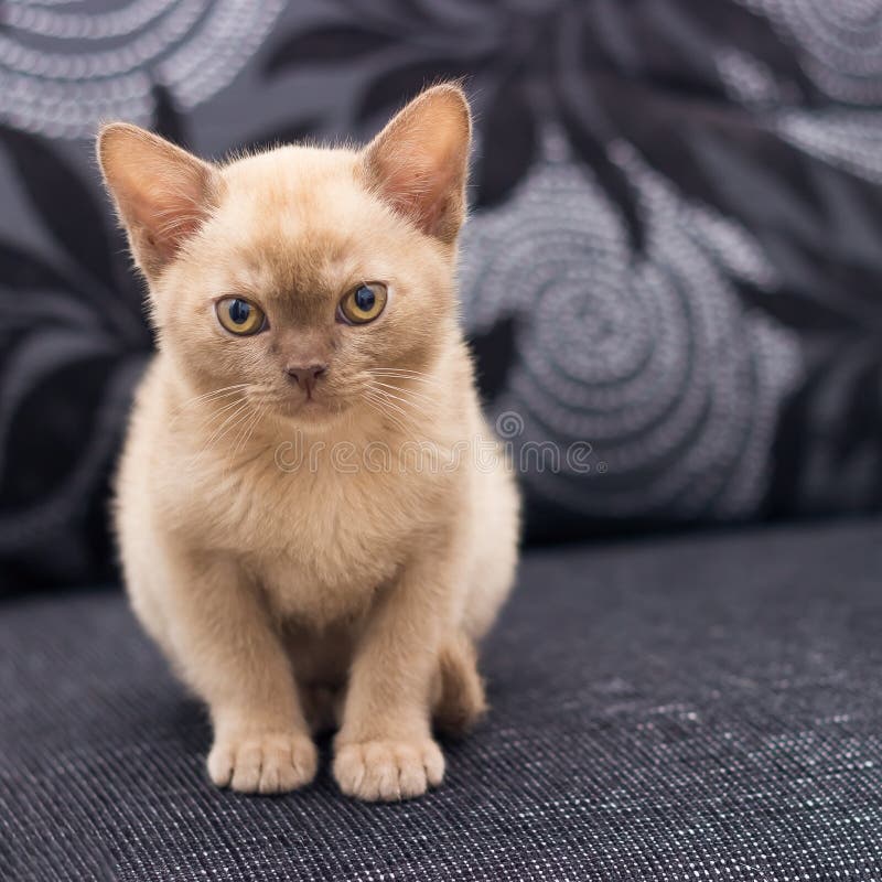 Beige kitten stock photo. Image of gray, room, beige - 88470846