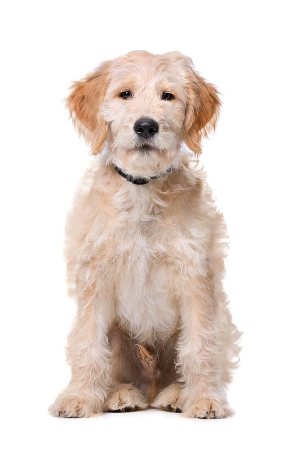 Beige Labradoodle-Hund stockfoto. Bild von hund, kreuz - 56785648