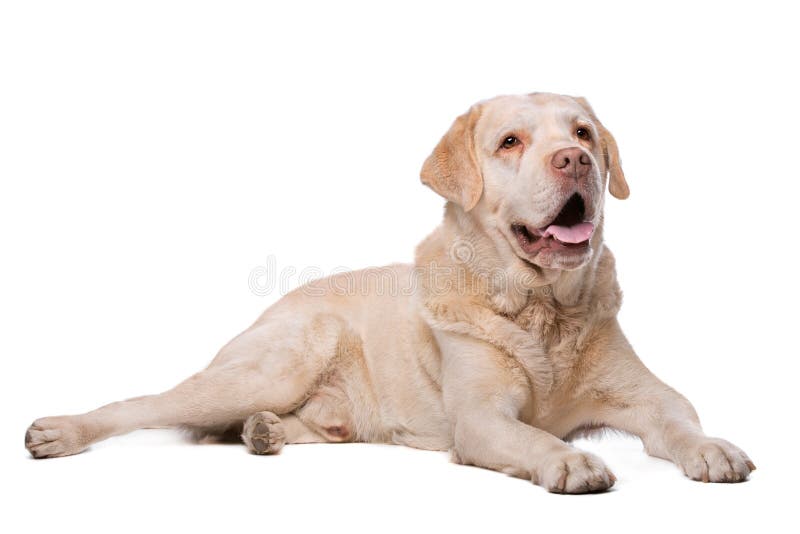 Beige Labrador stock foto. Image of binnenlands, dier - 56785296