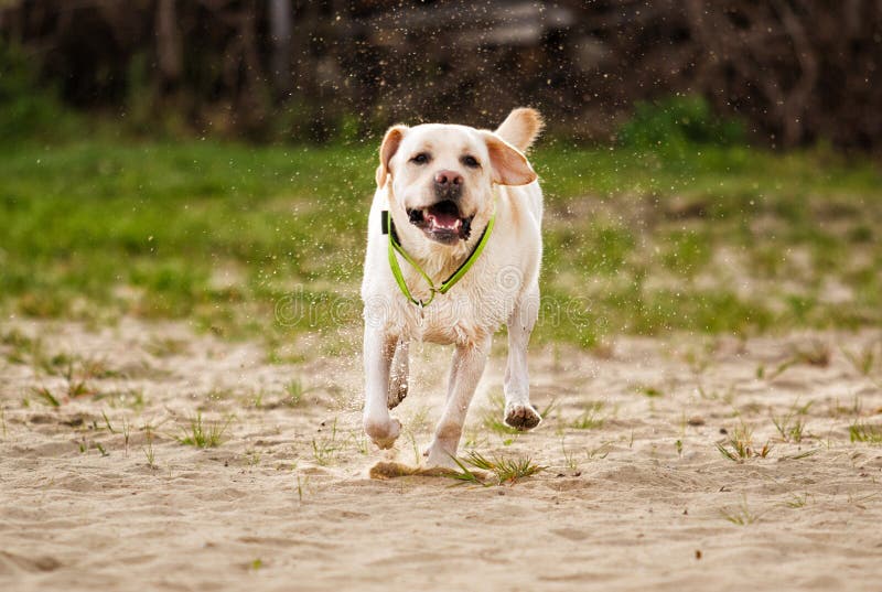 Beige labrador dog running stock image. Image of field - 115208923