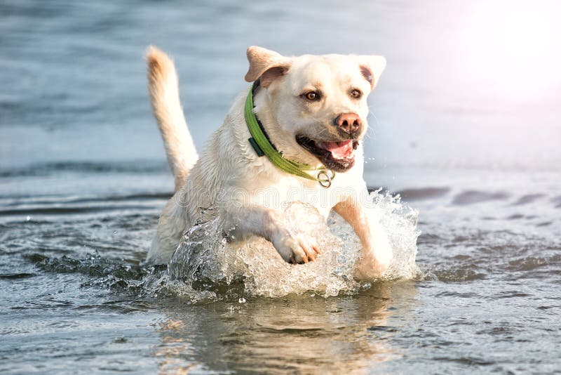 5,653 Beige Labrador Stock Photos - Free & Royalty-Free Stock Photos ...
