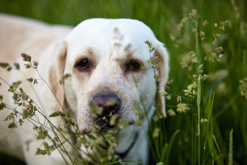 Beige labrador in grass stock image. Image of healthy - 108341699