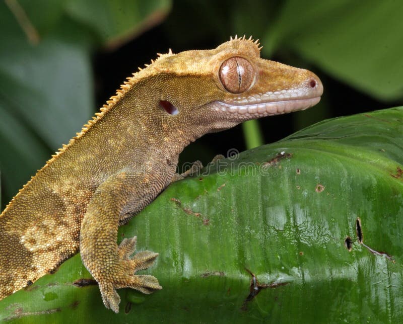Beige Lizard On Green Leaf During Daytime Picture. Image: 84964915