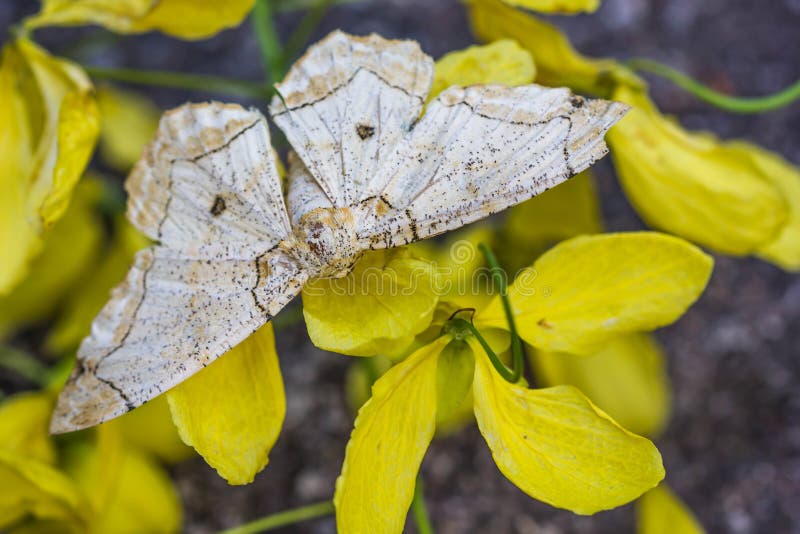 Beige Moth on Yellow Flower Stock Photo - Image of exotic, polymorphism ...