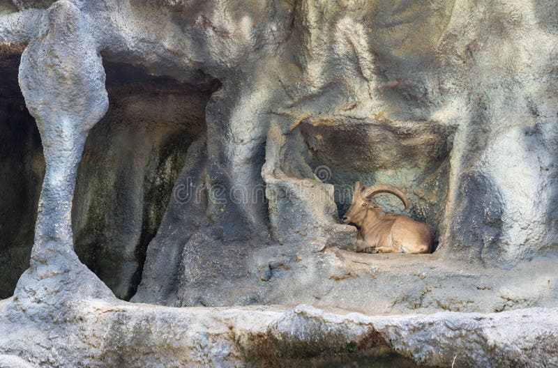 Beige Mountain Goat Laying in a Cave Stock Photo - Image of goat ...
