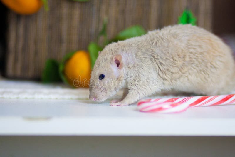 Beige Mouse. Mouse on the Table Stock Image - Image of cute, pets ...