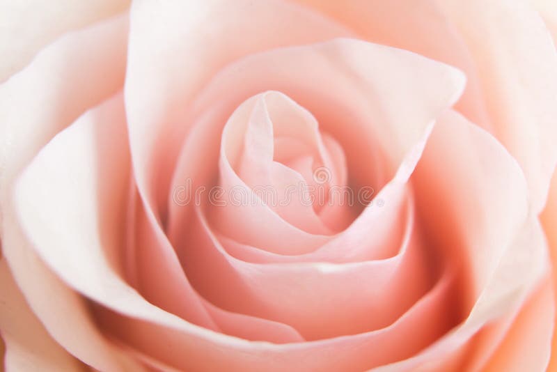 Beige Pink Rose Background Closeup in Soft Focus Stock Photo - Image of ...