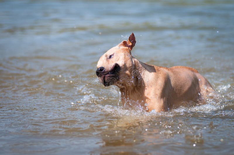 Beige Pitbull Terrier Running Out from Water Stock Photo - Image of ...