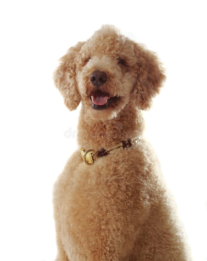 21,664 Poodle White Stock Photos - Free & Royalty-Free Stock Photos ...