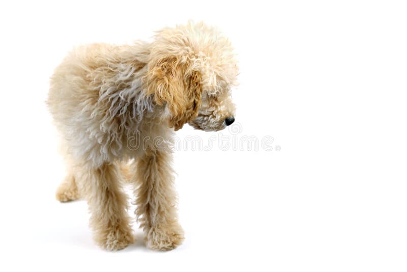 Beige Poodle Dog on a White Background Stock Photo - Image of furry ...