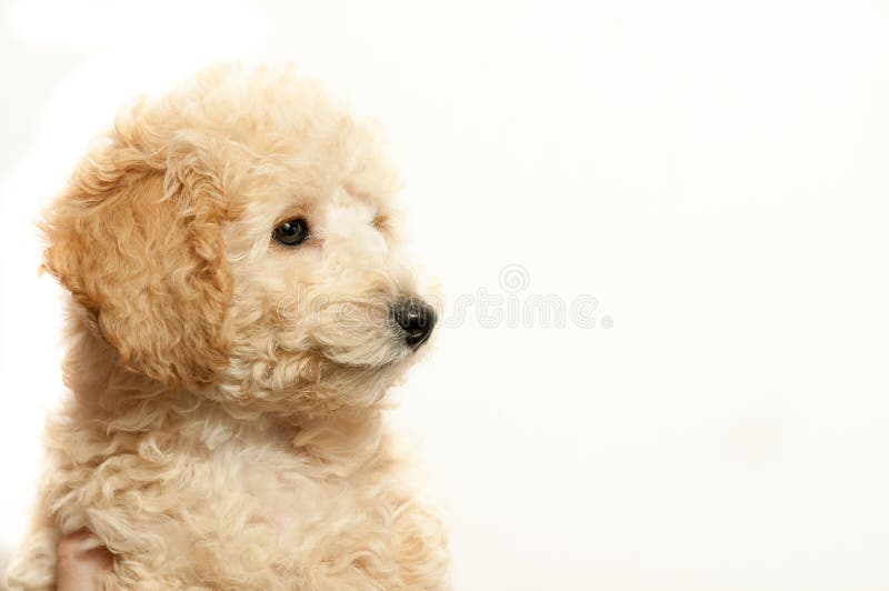1,943 Beige Poodle Stock Photos - Free & Royalty-Free Stock Photos from ...