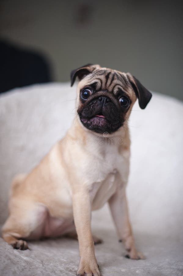Beige Pug Posing in a Chair Stock Image - Image of posing, chair: 176562627