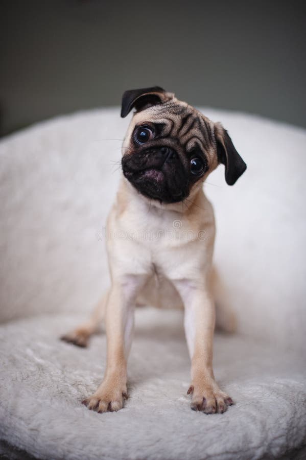 Beige pug posing stock image. Image of white, domestic - 175789767