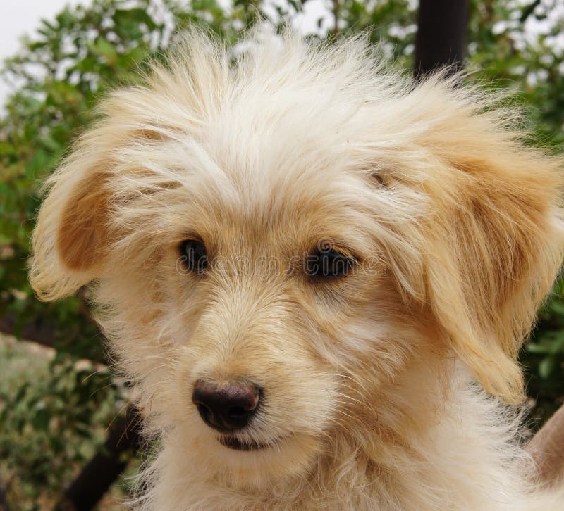 Beige puppy dog stock image. Image of beige, eyes, tree - 66252495