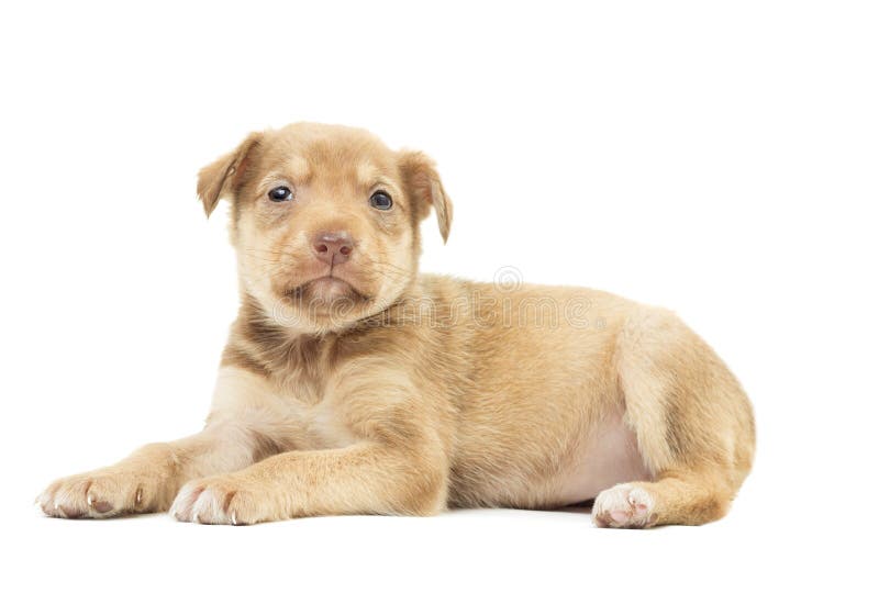 Beige Puppy and Kitten Together Stock Image - Image of studio, pets ...
