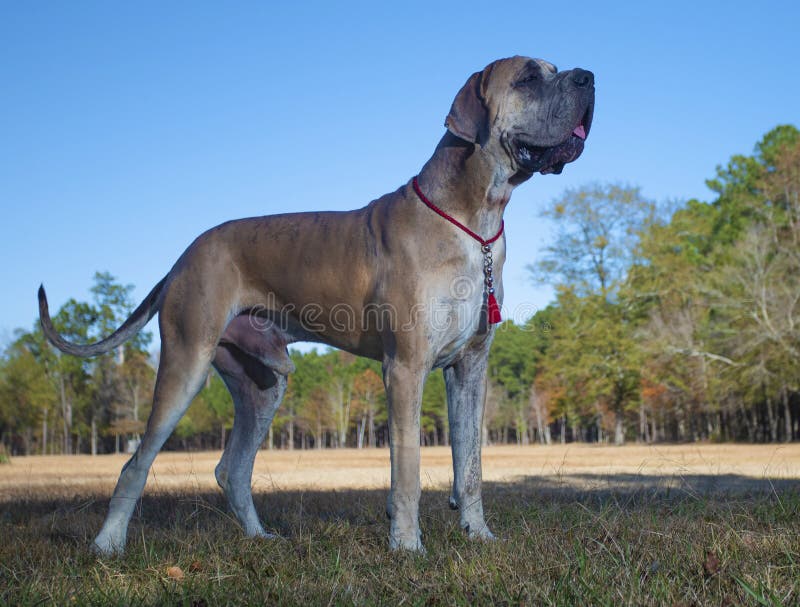 Beige purebred Great Dane stock image. Image of autumn - 166184589