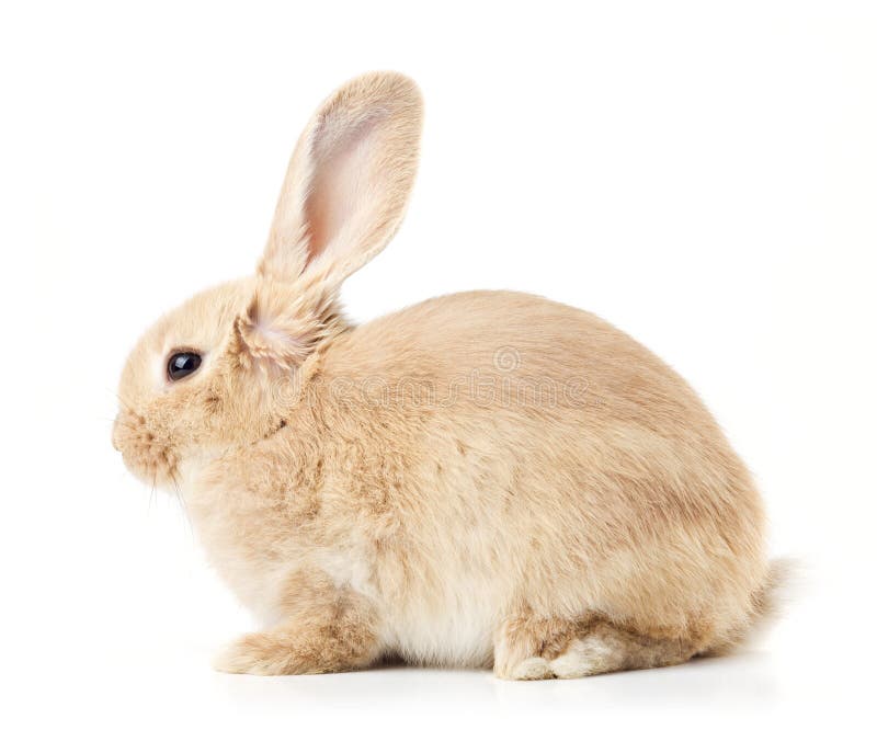 Beige rabbit stock photo. Image of long, furry, fuzzy - 26694106