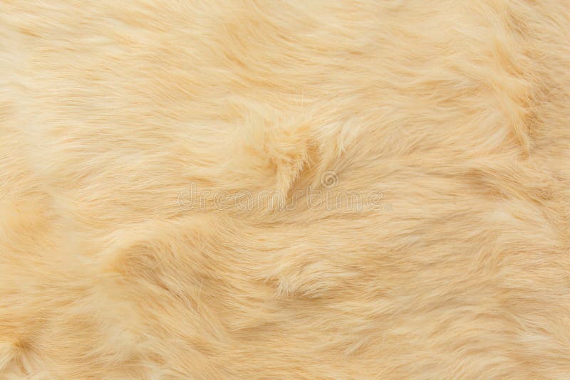 Beige Rabbit Fur Texture, Animal Skin Background Stock Image - Image of ...