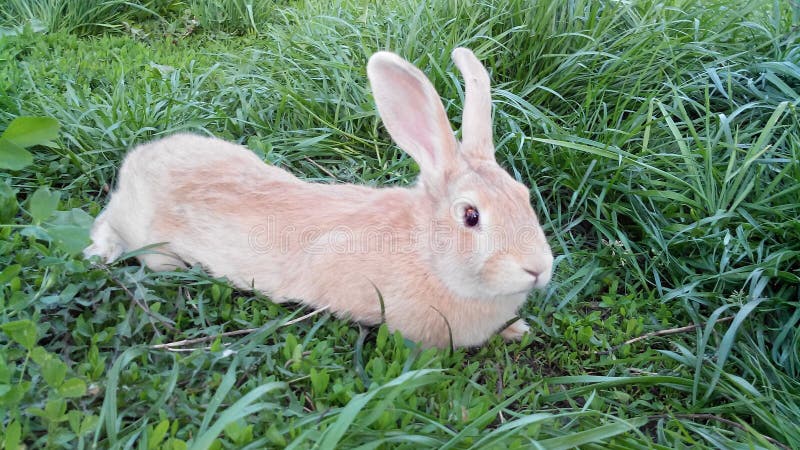 Beige rabbit stock image. Image of rabbit, real, beige - 55605301
