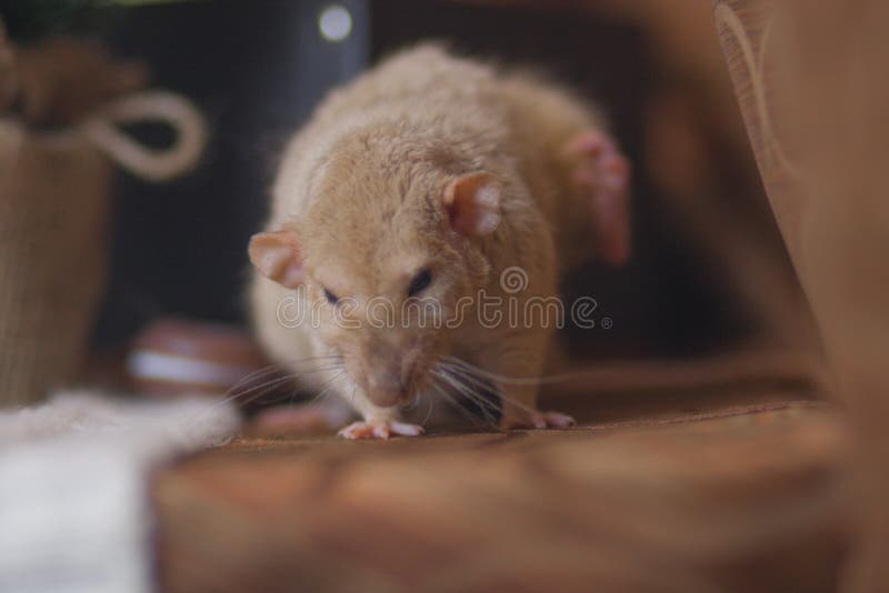 Beige Rat Closeup. White Mouse in Full Face Stock Image - Image of ...