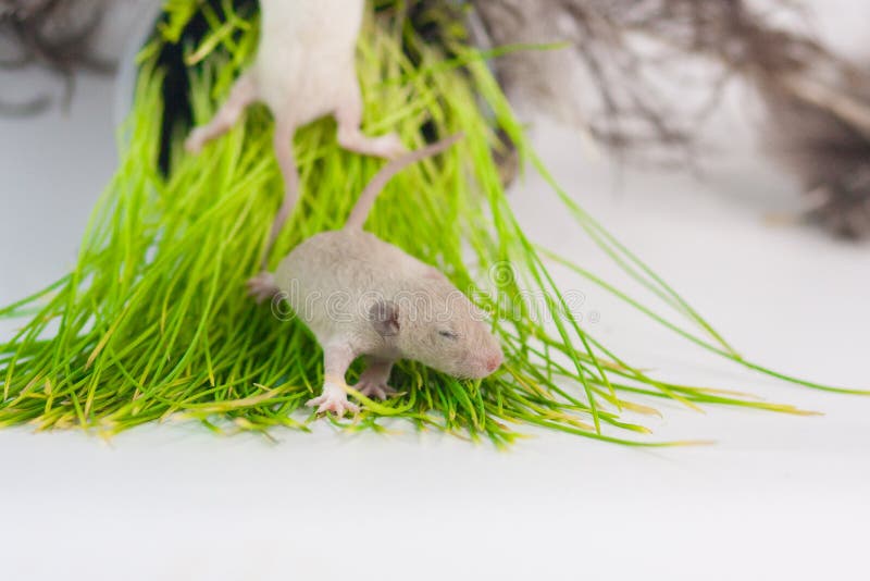 Beige Rat Kids on Green Grass on a White Stock Image - Image of holiday ...