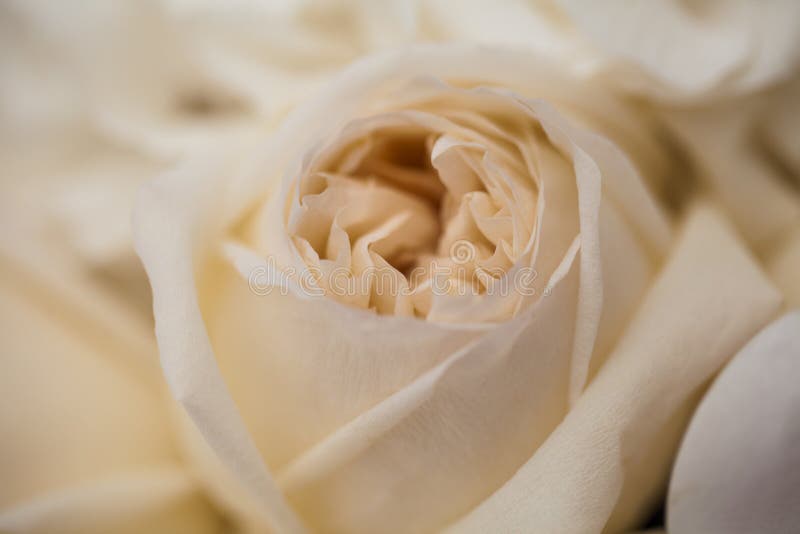 Beige rose stock image. Image of valentine, beige, macro - 55995039