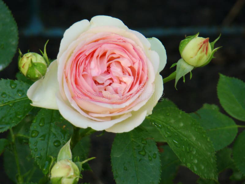 Beige Rose, Beige Rose in a Green Garden Stock Photo - Image of bloom ...