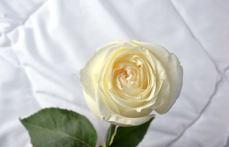 Beige Rose on a White Background. Stock Image - Image of summer ...