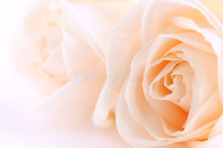 Beige roses stock image. Image of elegant, high, feminine - 4259127