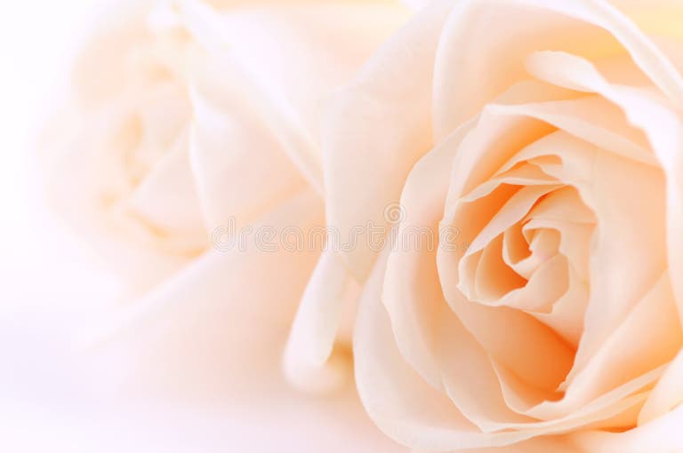 Beige roses stock image. Image of elegant, high, feminine - 4259127