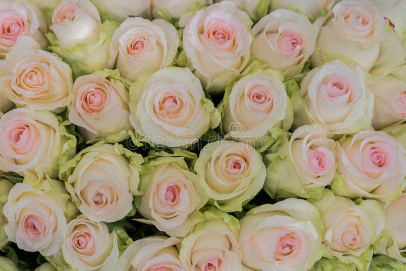 Beige Roses Background. White Roses Horizontal Seamless Pattern. White ...