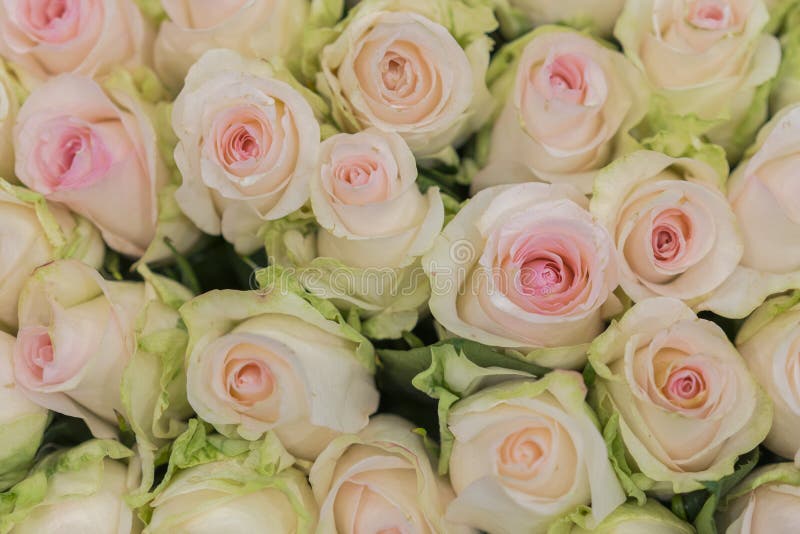 Beige Roses Background. White Roses Horizontal Seamless Pattern. White ...