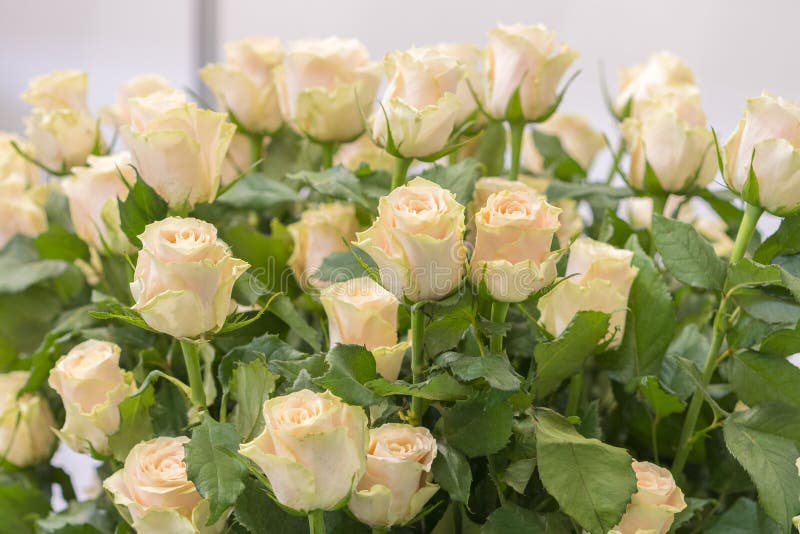 Beige Roses Background. White Roses Horizontal Seamless Pattern. White ...