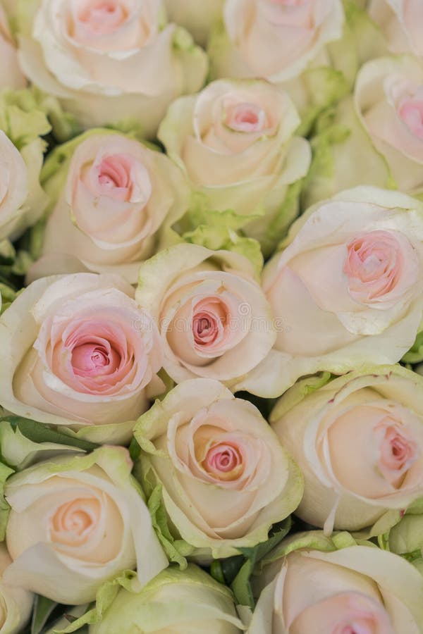 Beige Roses Background. White Roses Horizontal Seamless Pattern. White ...