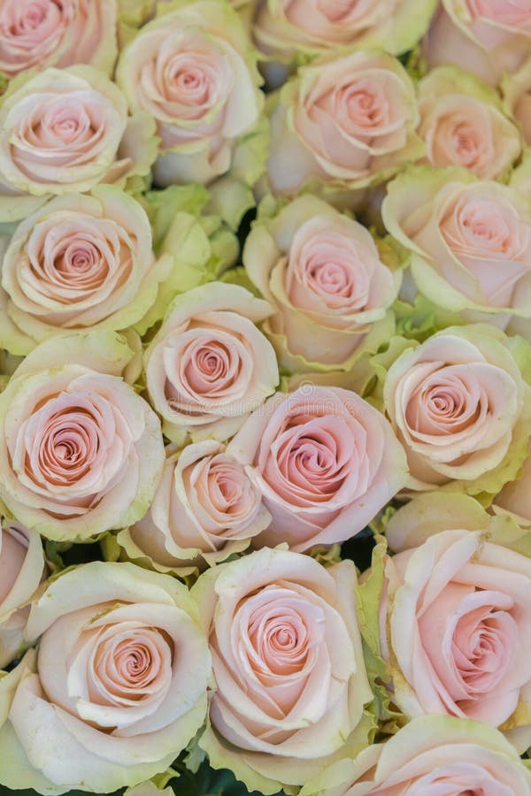 Beige roses in the garden stock image. Image of beige - 128092193