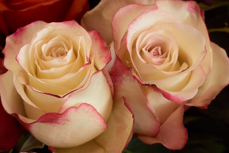 Beige roses stock image. Image of beautiful, petal, bunch - 59586565