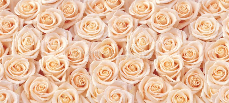 Beige Roses Seamless Pattern Stock Image - Image of tender, water: 49536921
