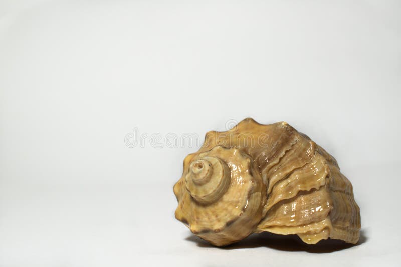 Beige Shell on White Background. Stock Image - Image of seashell ...
