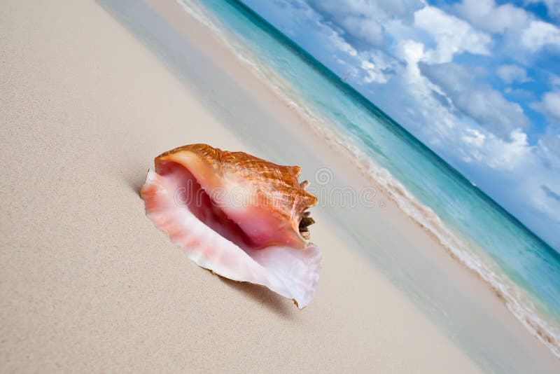 Beige Shell on White Sand Beach Near Blue Ocean Stock Image - Image of ...