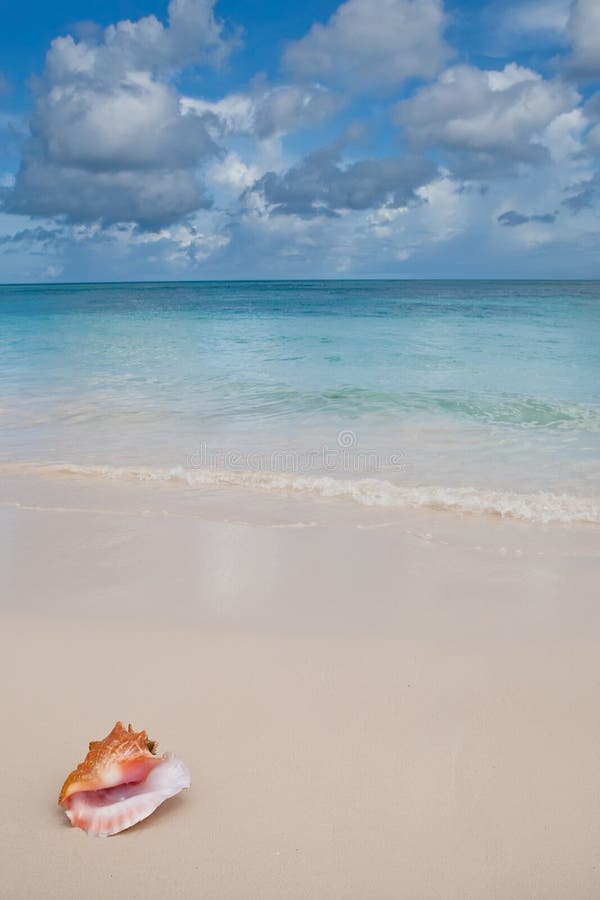 Beige Shell on White Sand Beach Near Blue Ocean Stock Photo - Image of ...