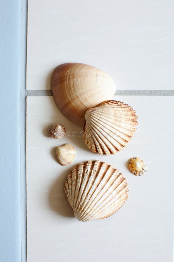 Beige Shells of Various Sizes Lie on a White Marble Tile. Top View ...