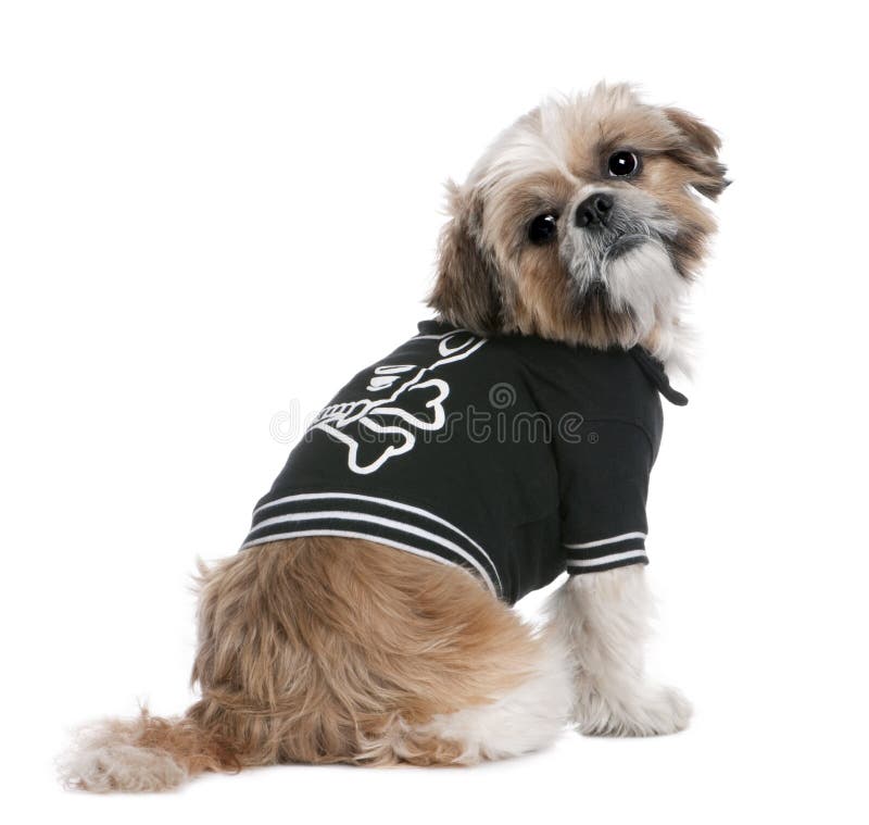 Beige Shih Tzu Dressed-up (6 Years Old) Stock Image - Image of mammal ...