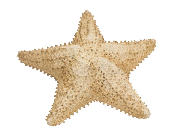 StarFish stock image. Image of water, points, isolated - 157397