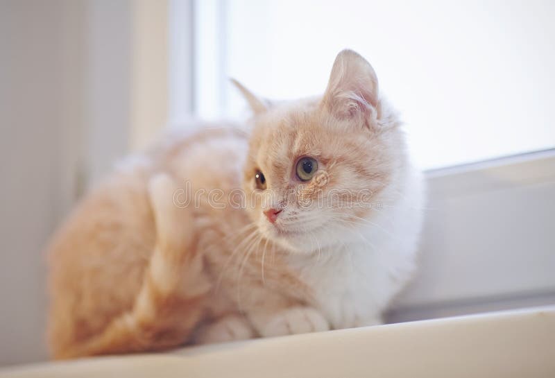Beige Tabby Kitten on the Windowsill Stock Photo - Image of domestic ...