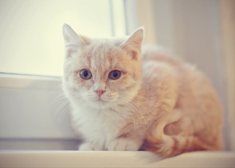 Beige Tabby Kitten on the Windowsill Stock Photo - Image of fluffy ...
