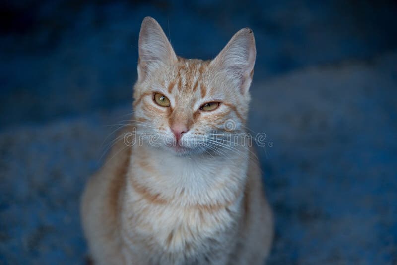 Beige and White Adult Cat with Sleepy Face Stock Photo - Image of ...