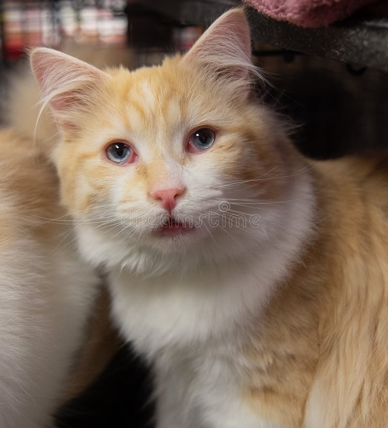 Beige and White Cat with Blue Eyes Face Portrait Stock Photo - Image of ...