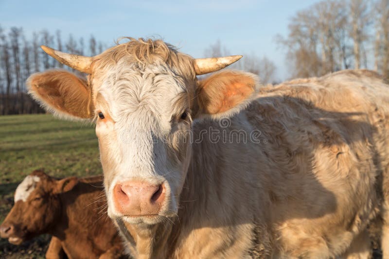 Beigecow imagen de archivo. Imagen de bandada, pasto - 205879469