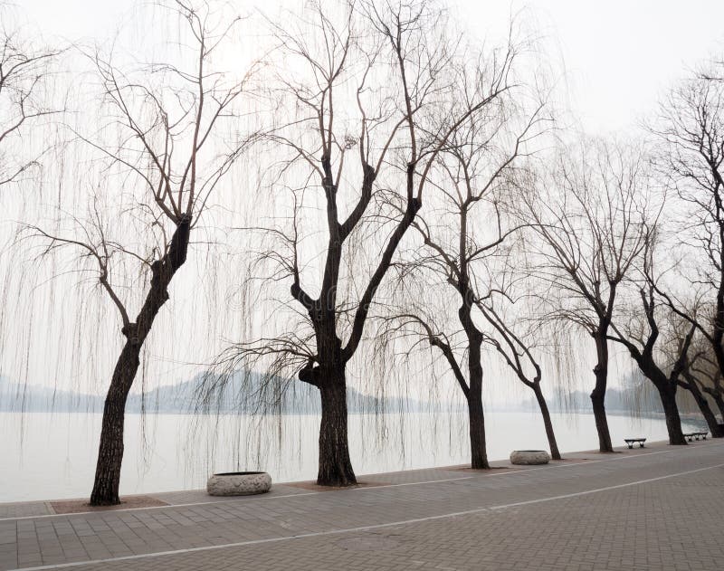 Willow Tree Early Spring Beijing Stock Photos - Free & Royalty-Free ...