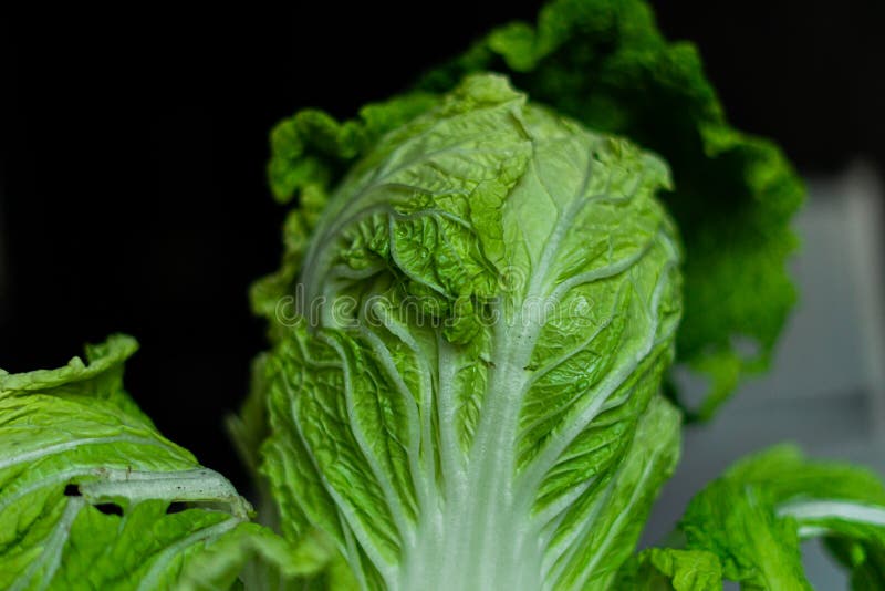 Beijing cabbage close-up stock image. Image of lettuce - 182376105